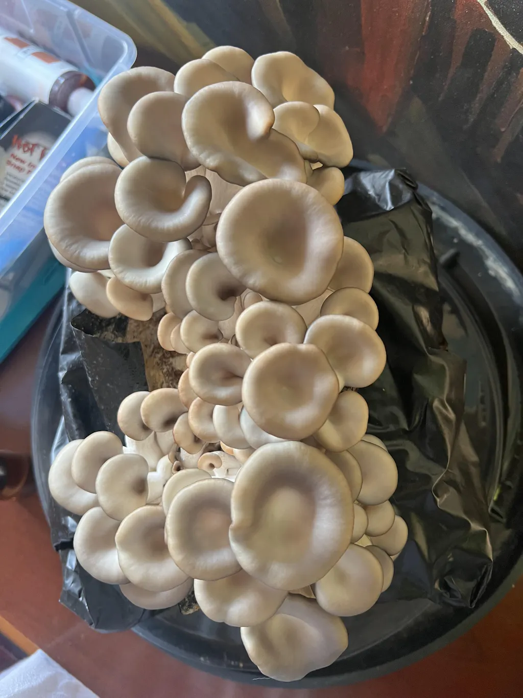 Ferg's Fabulous Fungi – Ferg's Fabulous Fungi