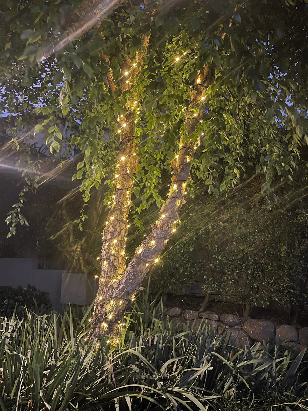 Outdoor Fairy Light Tree Kit - Medium | Festoon House
