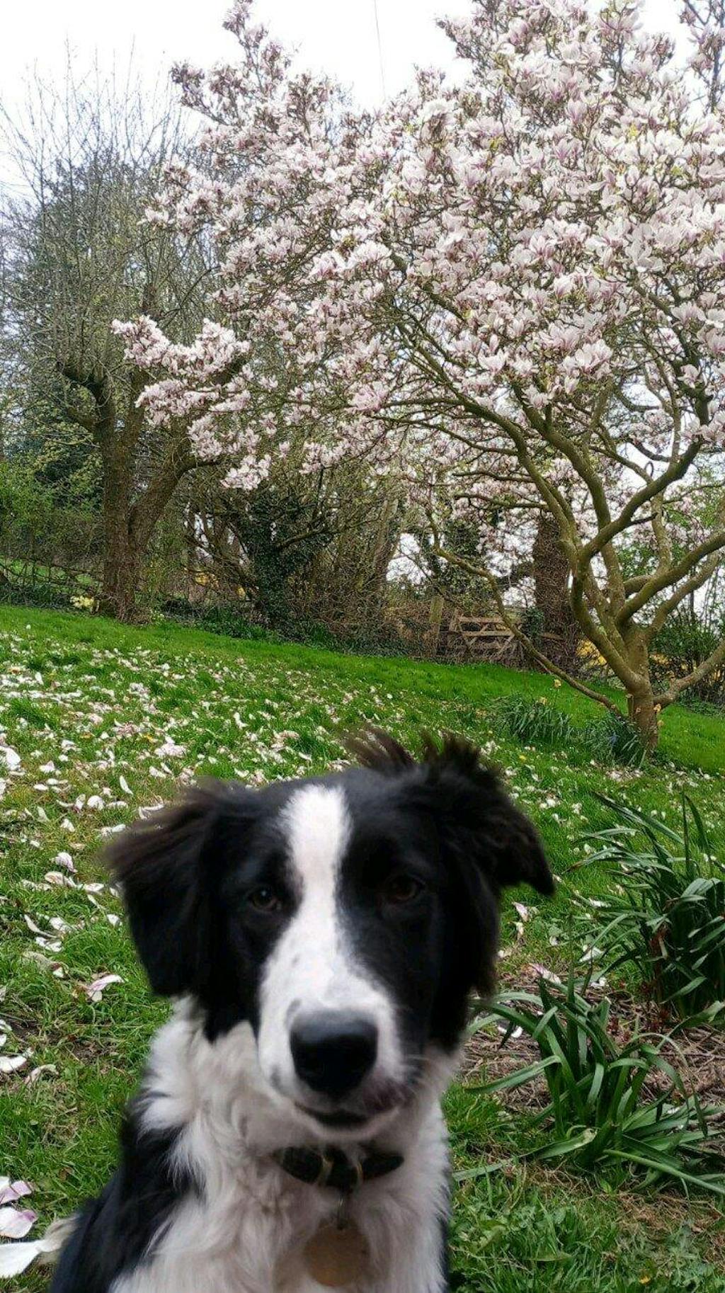 Fetching Collies Custom Pet Portraits – fetching collies