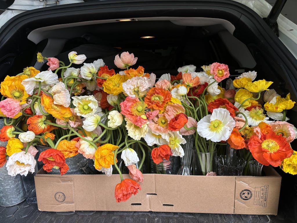 Buy Wholesale Assorted Poppy Pack in Bulk - FiftyFlowers