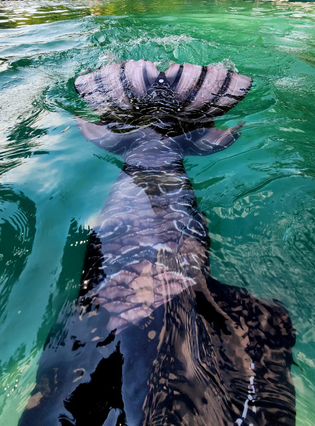Custom Tail Creator - Design Tool – Fin Fun Mermaid