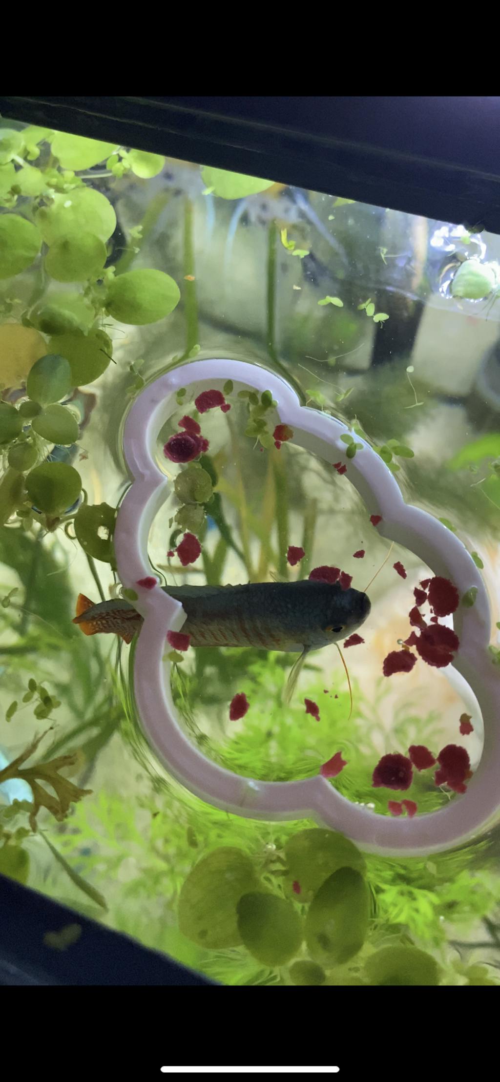 2 Cloud Portal Pack – Fish4Ever Aquatics