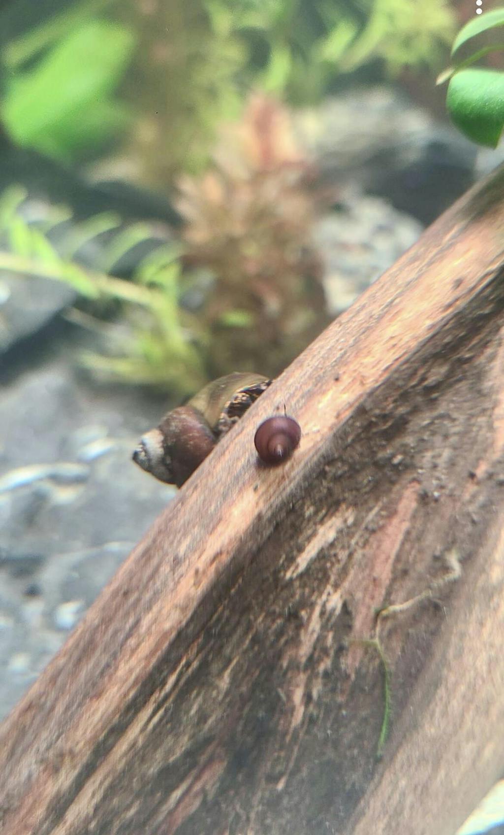 [pre-order] Blueberry Snail (Viviparus sp.) – Fish4Ever Aquatics
