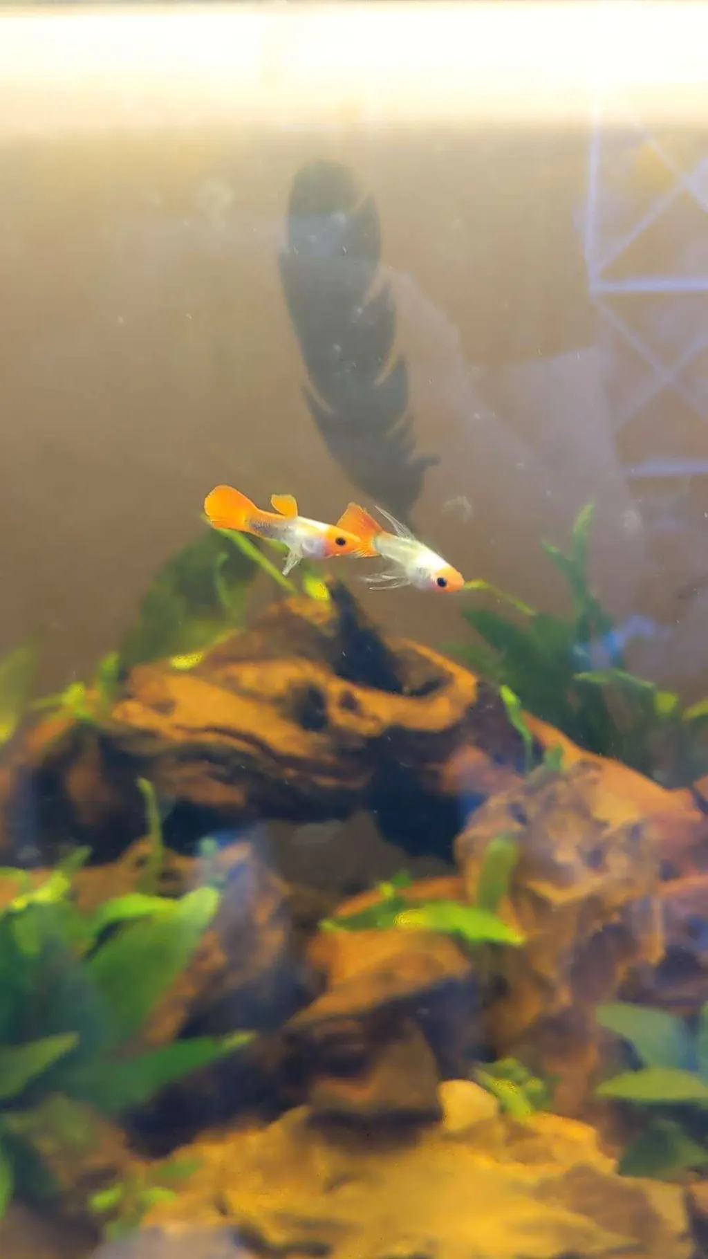 Ribboned Orange Koi Glass Belly Guppy Pair – Fish4Ever Aquatics