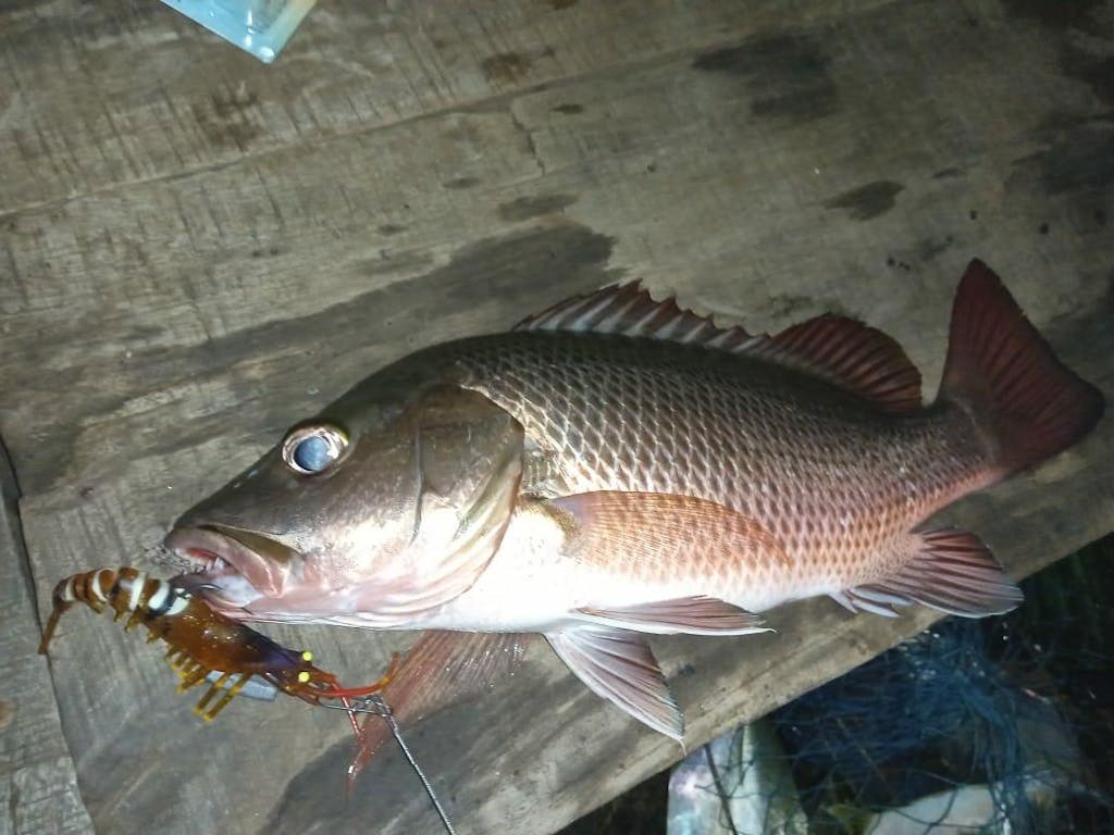 Gfin Crazy Shrimp Soft Plastic Baits | 5 Inch