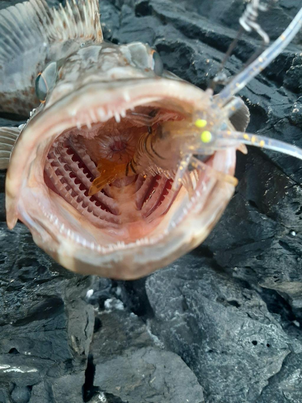 Gfin Crazy Shrimp Soft Plastic Baits With Jig Head | 5 Inch