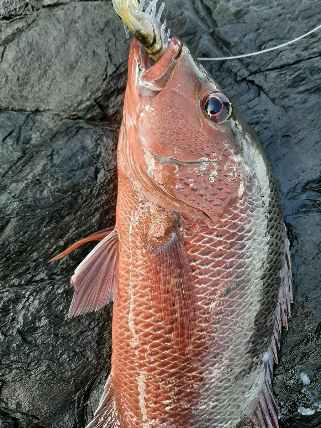 Gfin Crazy Shrimp Soft Plastic Baits With Jig Head | 5 Inch