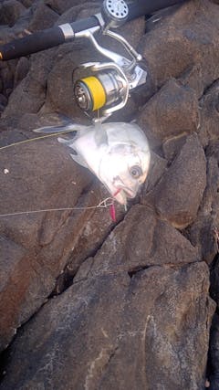 Gfin Crazy Shrimp Soft Plastic Baits With Jig Head | 5 Inch