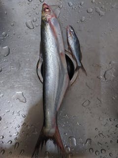 Gfin Crazy Shrimp Soft Plastic Baits With Jig Head | 5 Inch