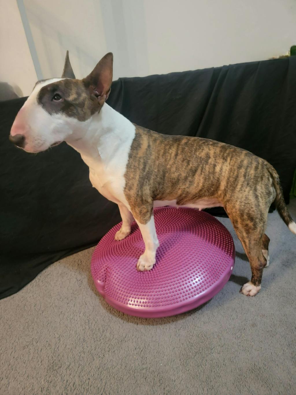 FitPaws Balance Discs (14", 18" or 22")
