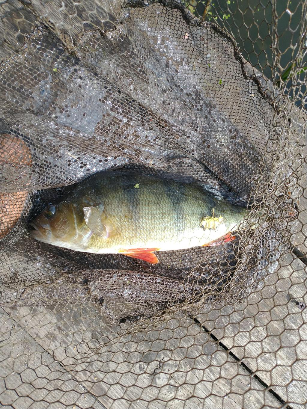 Squeez-Ready™ - Method Pellets – Fjuka Online Store