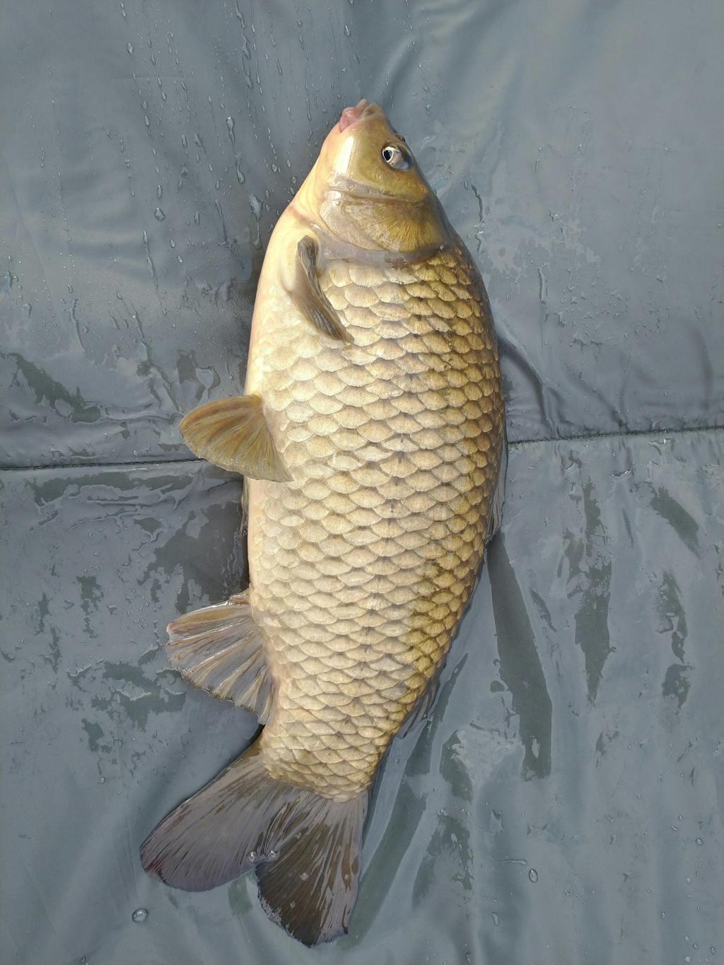 Squeez-Ready™ - Method Pellets – Fjuka Online Store