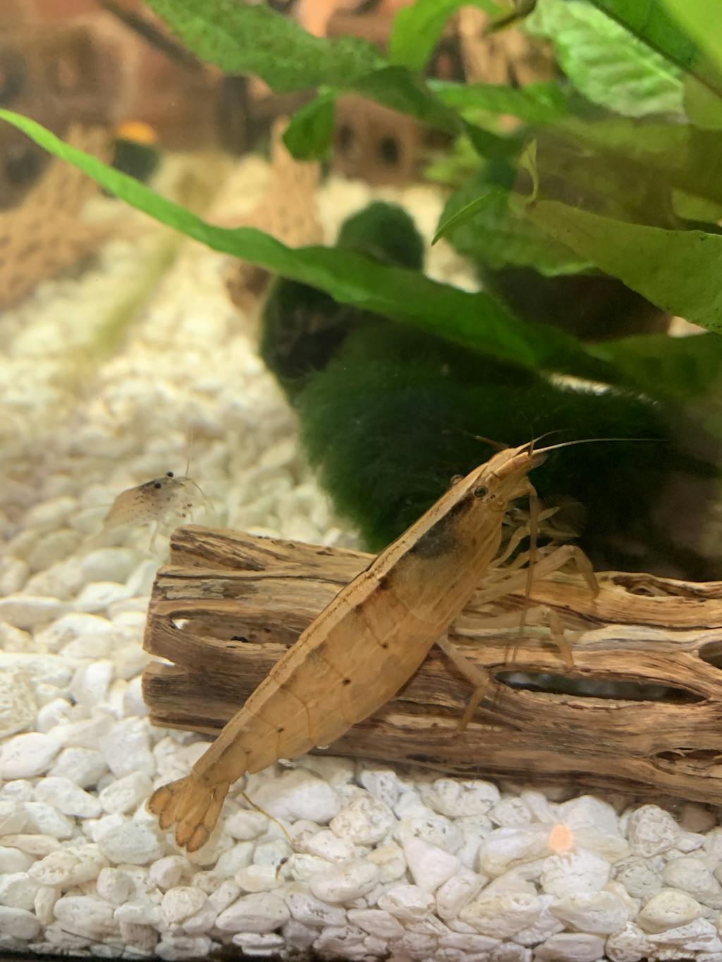 Bamboo Fan Shrimp – Flip Aquatics