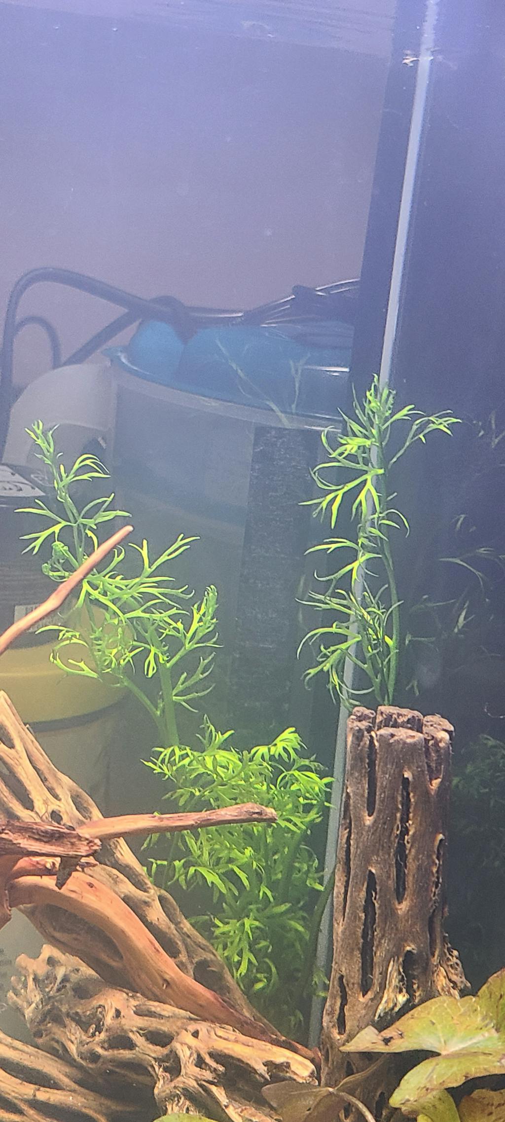 Water Sprite – Flip Aquatics