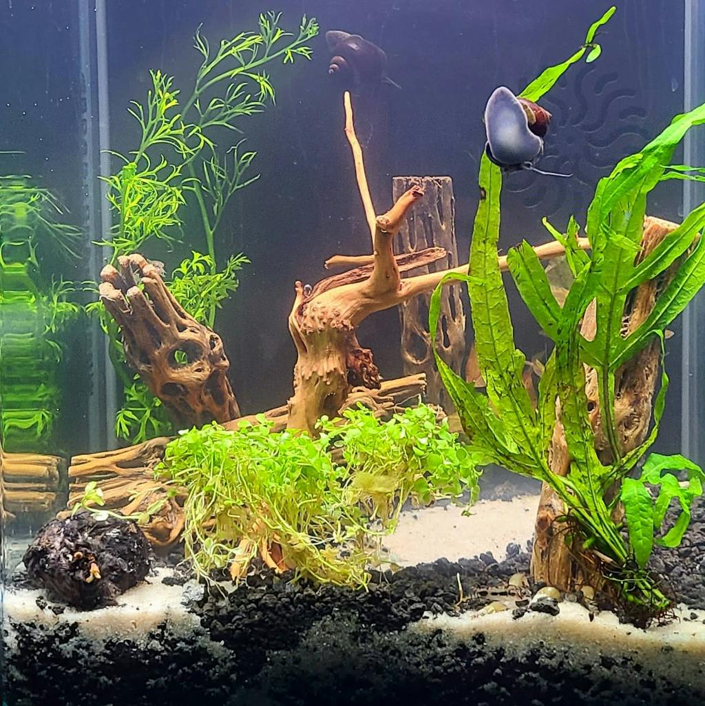 Trident Java Fern