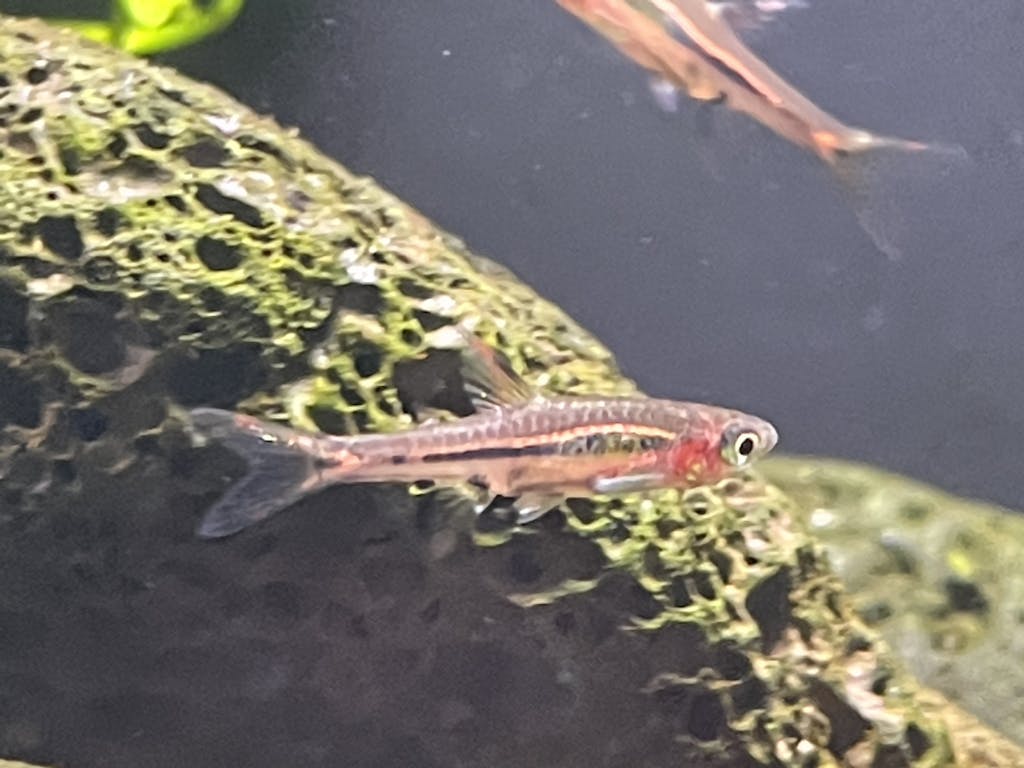 Chili Rasbora – Flip Aquatics