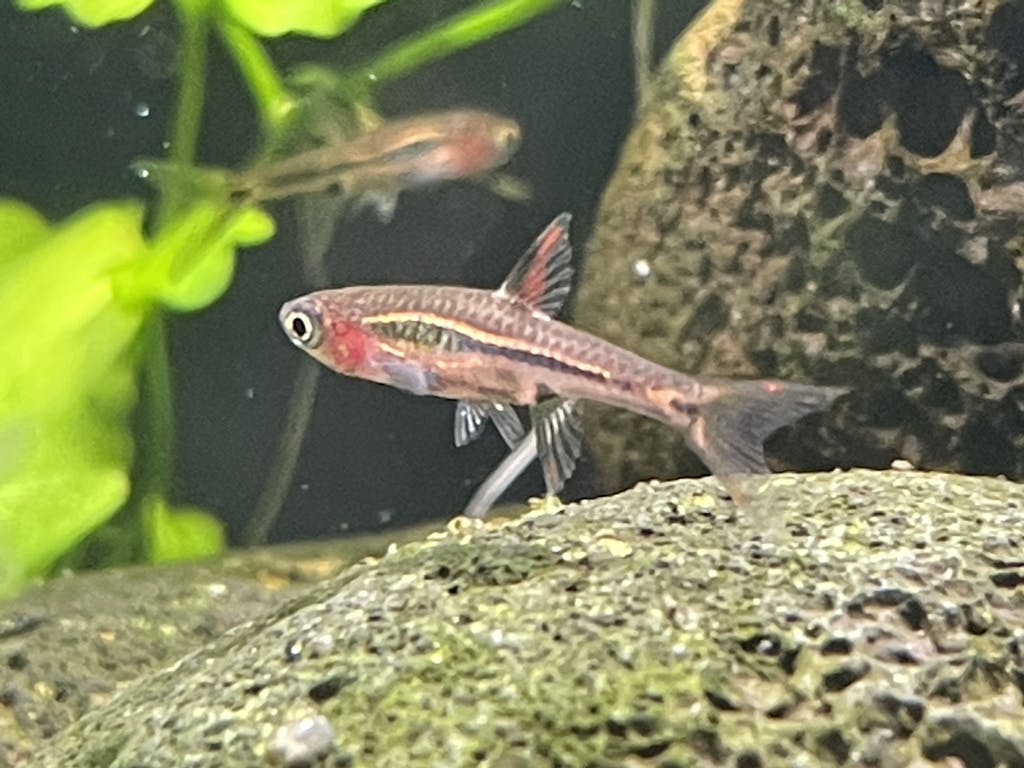 Chili Rasbora – Flip Aquatics