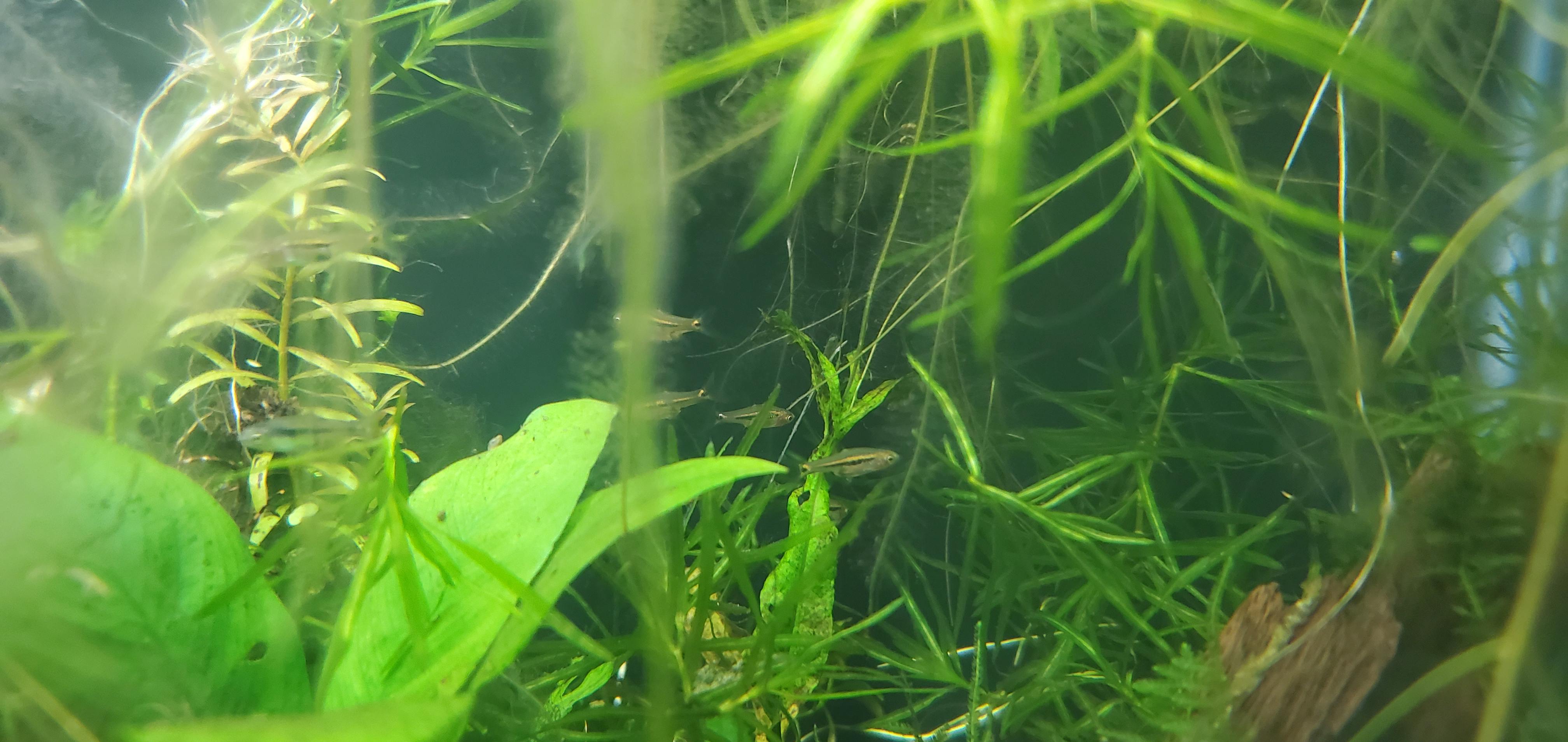 Exclamation Point Rasbora – Flip Aquatics