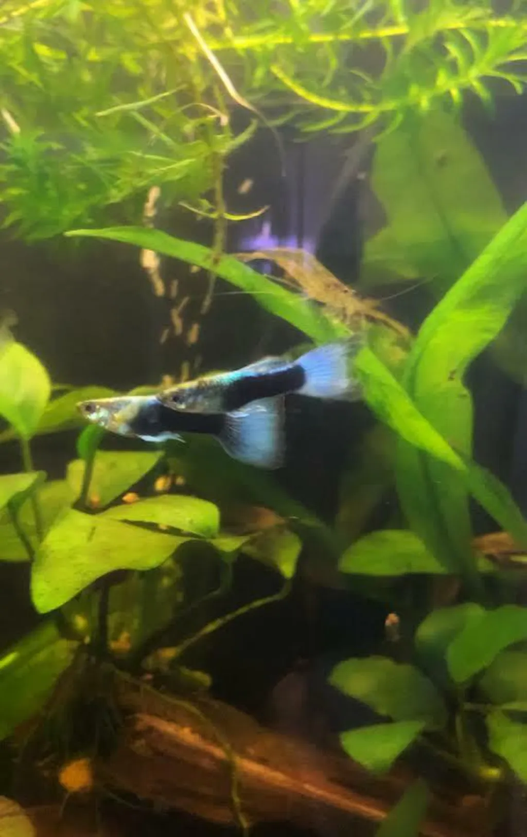 Shop Neon Blue Guppy | Neon Blue Guppy Fish For Sale Online