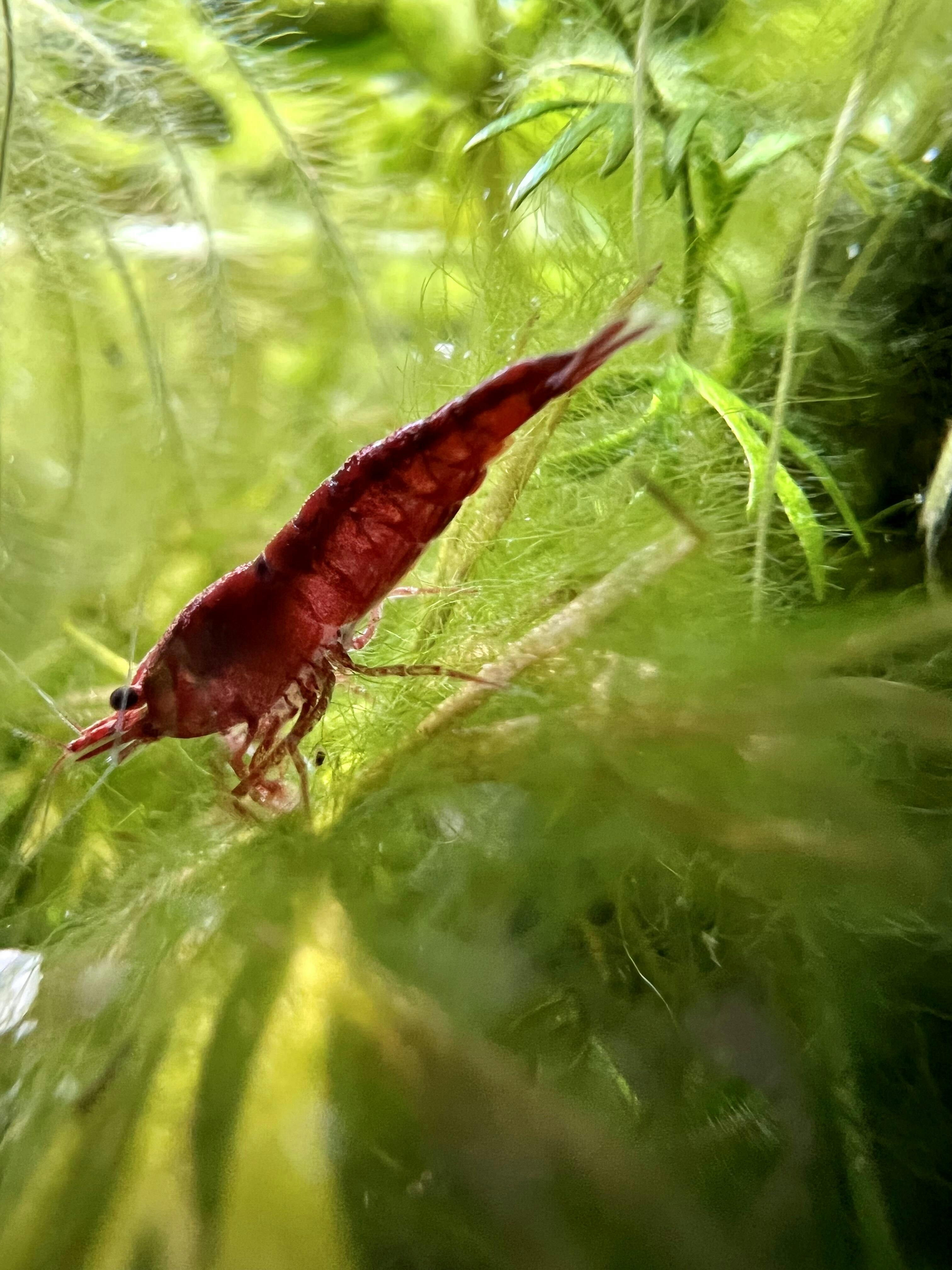 Neocaridina Shrimp Starter Pack - Flip Aquatics