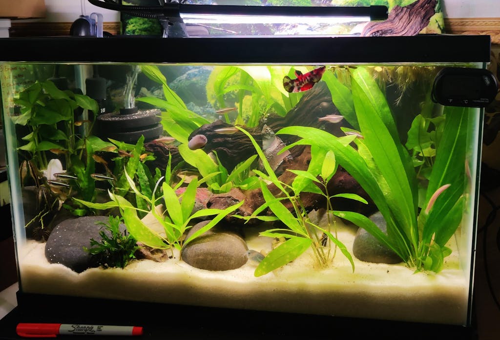 Assorted Nano Fish [Adoption] - Flip Aquatics