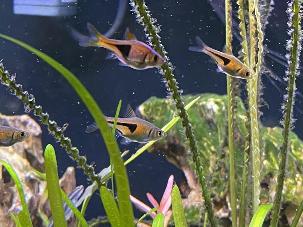 Harlequin Rasbora - Flip Aquatics
