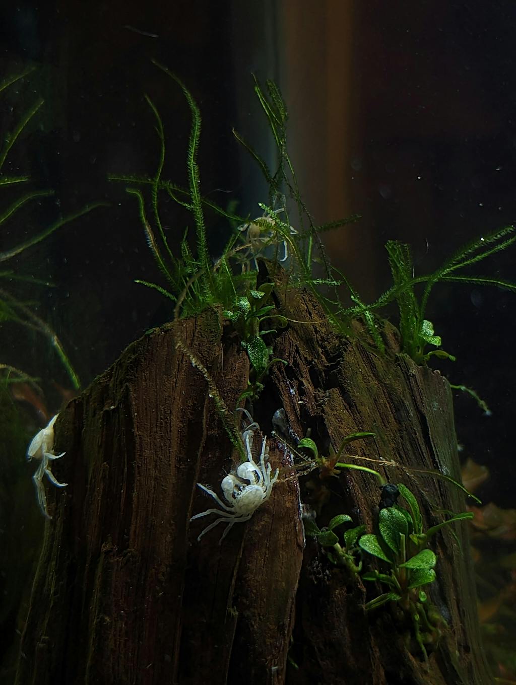5 Thai Micro Crabs - Flip Aquatics