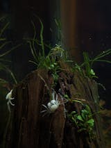 5 Thai Micro Crabs - Flip Aquatics