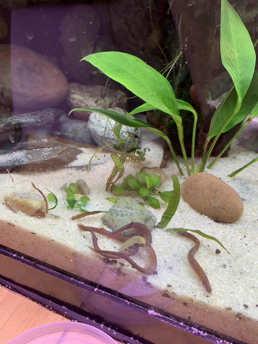 Black Kuhli Loach: Peaceful Aquarium Companion for Experienced Keepers ...