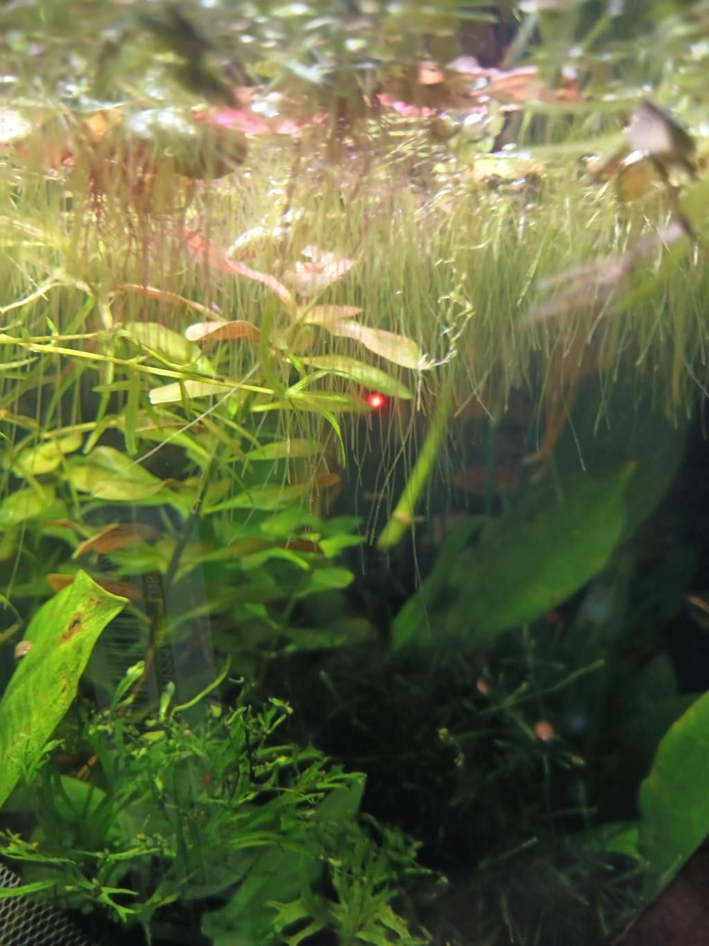 Red Root Floaters - Flip Aquatics