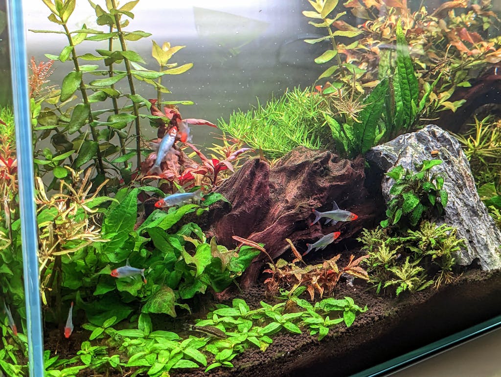 Naked Micro Rasbora: Stunning Rasbora for Nano Tanks - Flip Aquatics
