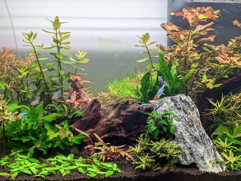 Naked Micro Rasbora: Stunning Rasbora for Nano Tanks - Flip Aquatics