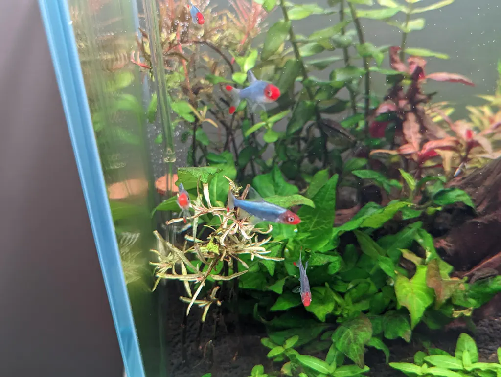 Naked Micro Rasbora: Stunning Rasbora for Nano Tanks - Flip Aquatics