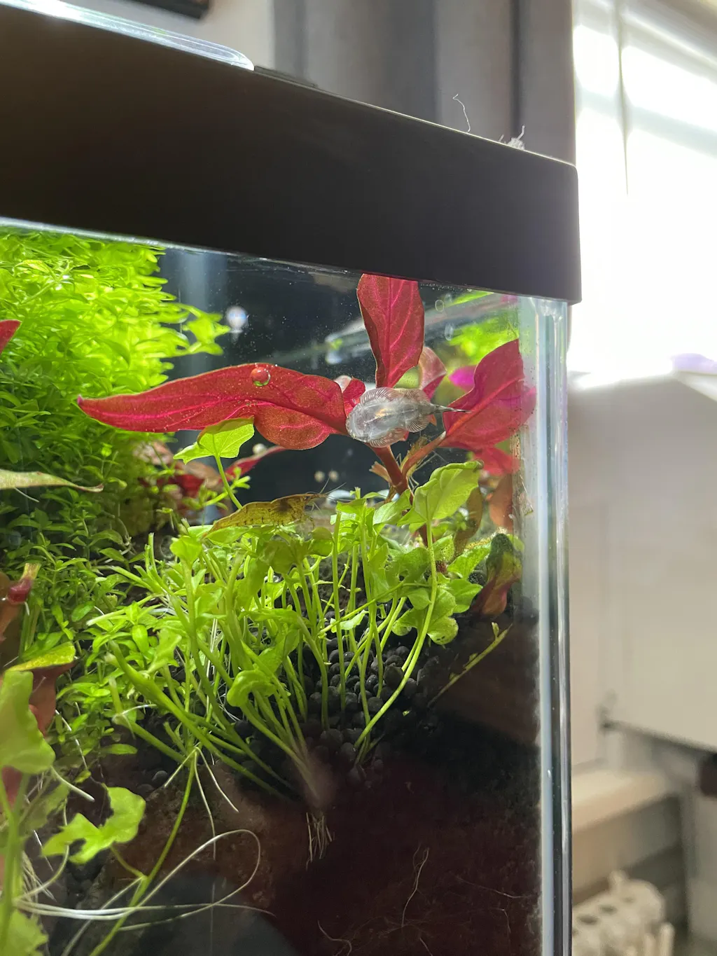 Buy Borneo Sucker Loach - The Perfect Tropical Fish for Your Aquarium ...