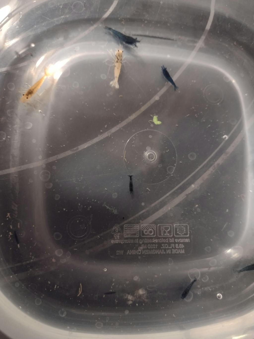 Red Pinto Shrimp - Red Pinto Shrimp for sale