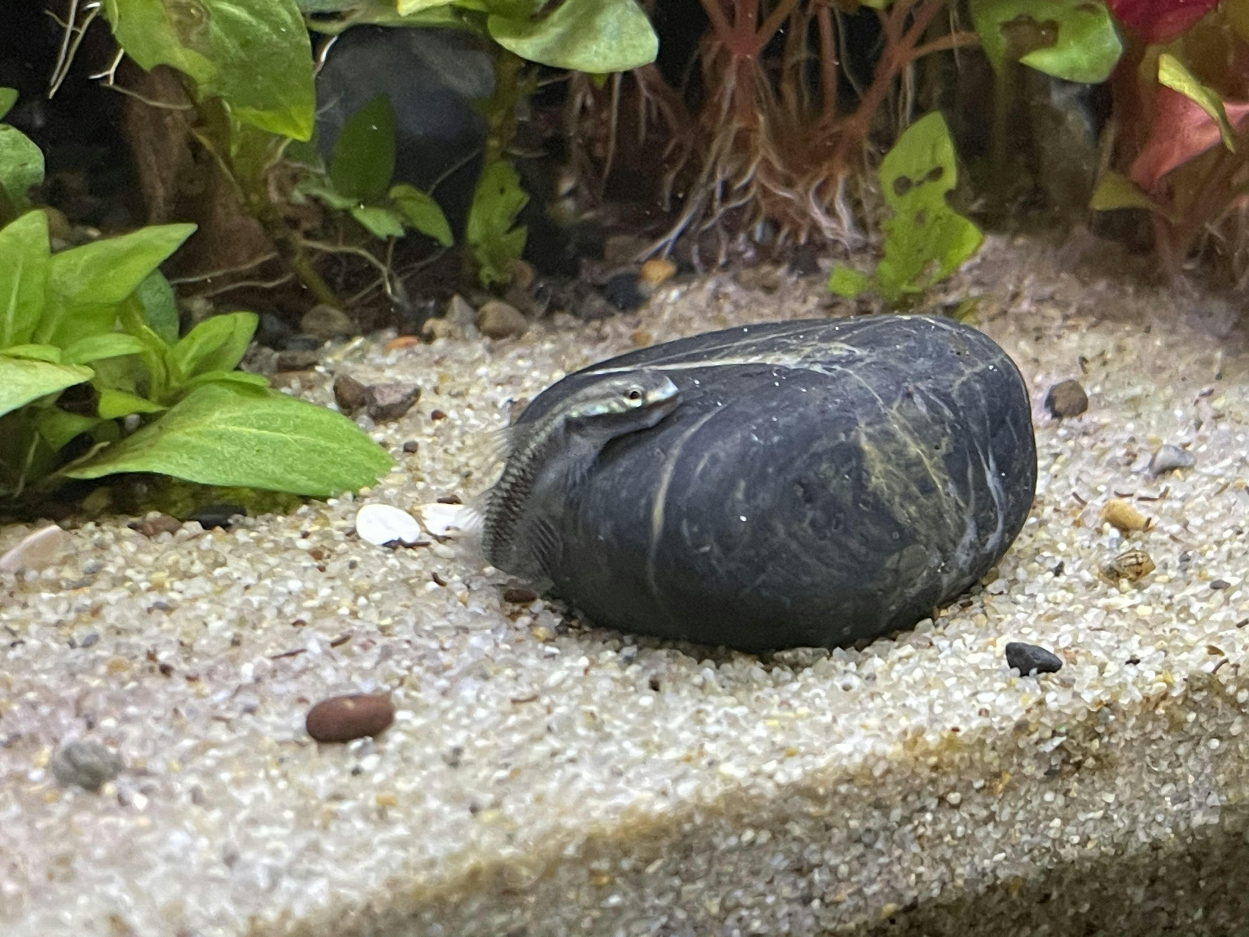 Buy Cobalt Blue Dwarf Goby Fish for Your Nano Fish Tank - Flip Aquatics