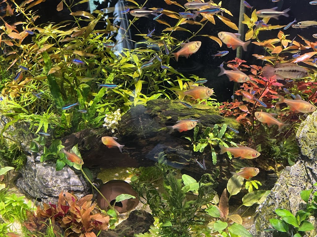 Orange Von Rio Tetra | Flame Tetra