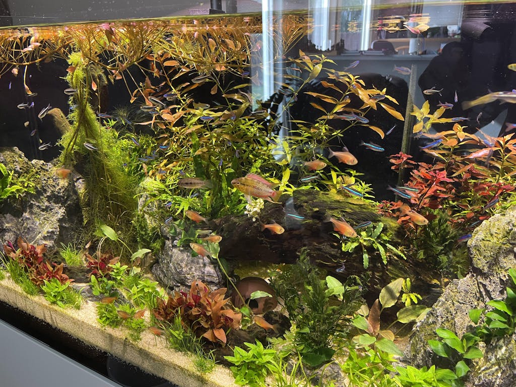 Orange Von Rio Tetra | Flame Tetra