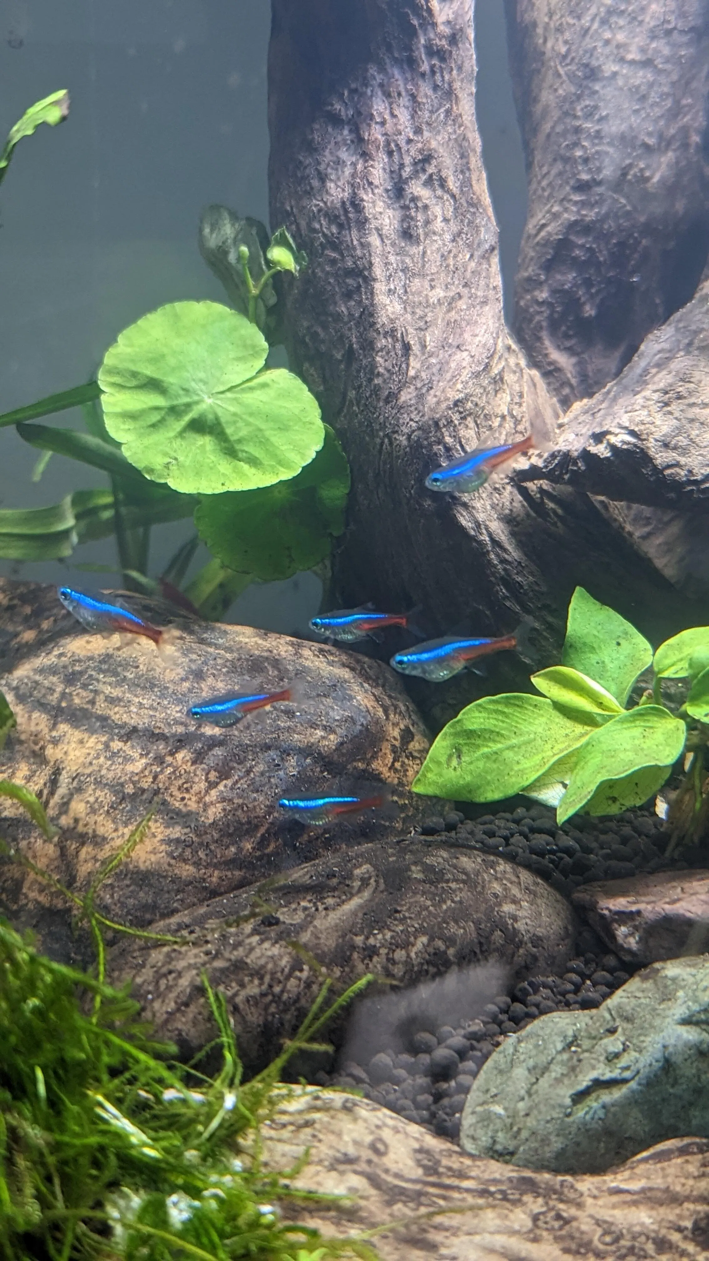 Neon Tetra: Striking Schooling Fish - Flip Aquatics