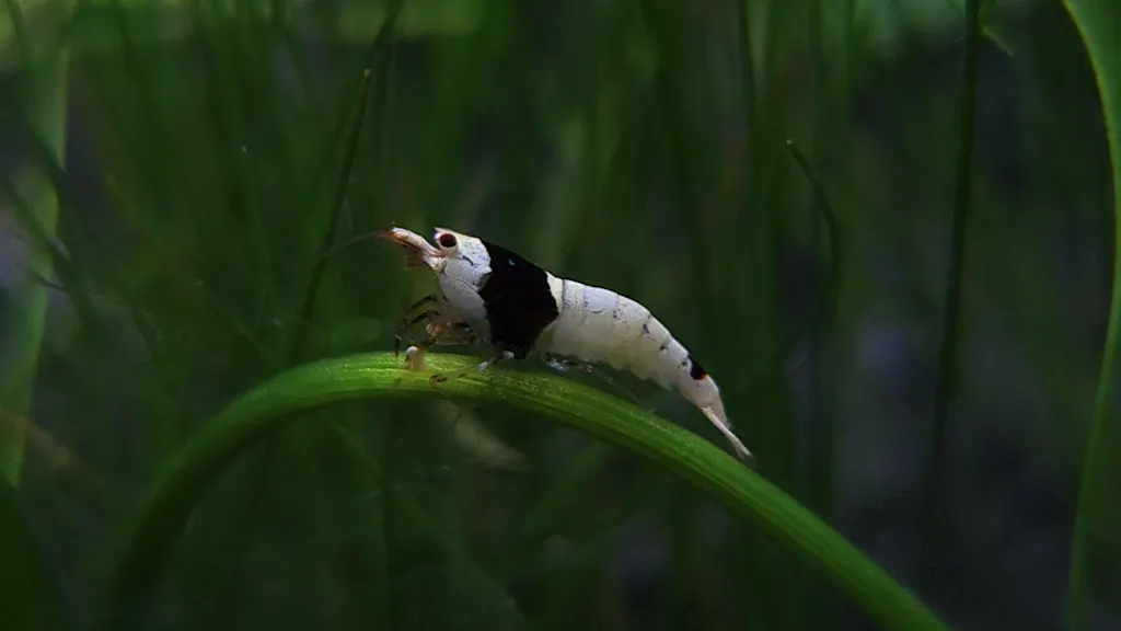 Pure Black Line Shrimp