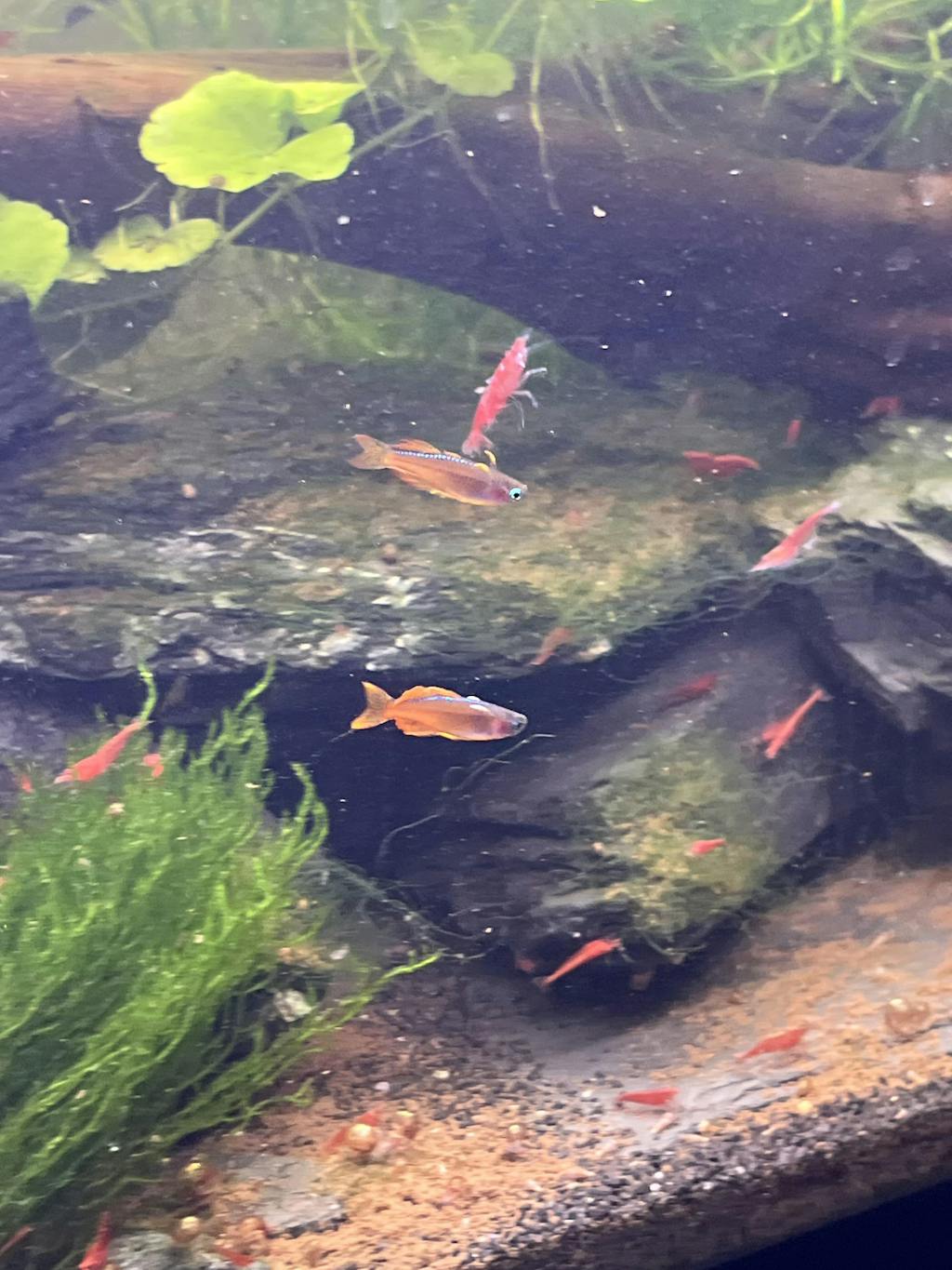 Daisy's Blue Rice Killifish | Oryzias Woworae
