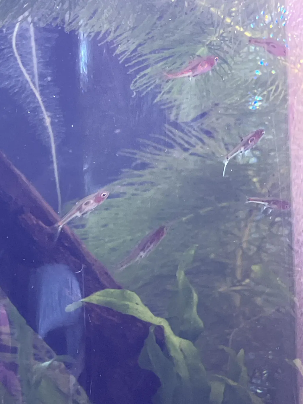 Merah Rasbora - Flip Aquatics
