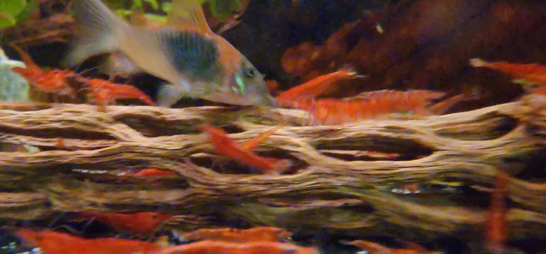 Buy Orange Venezuelan Cory Catfish for Your Aquarium Today! - Flip Aquatics