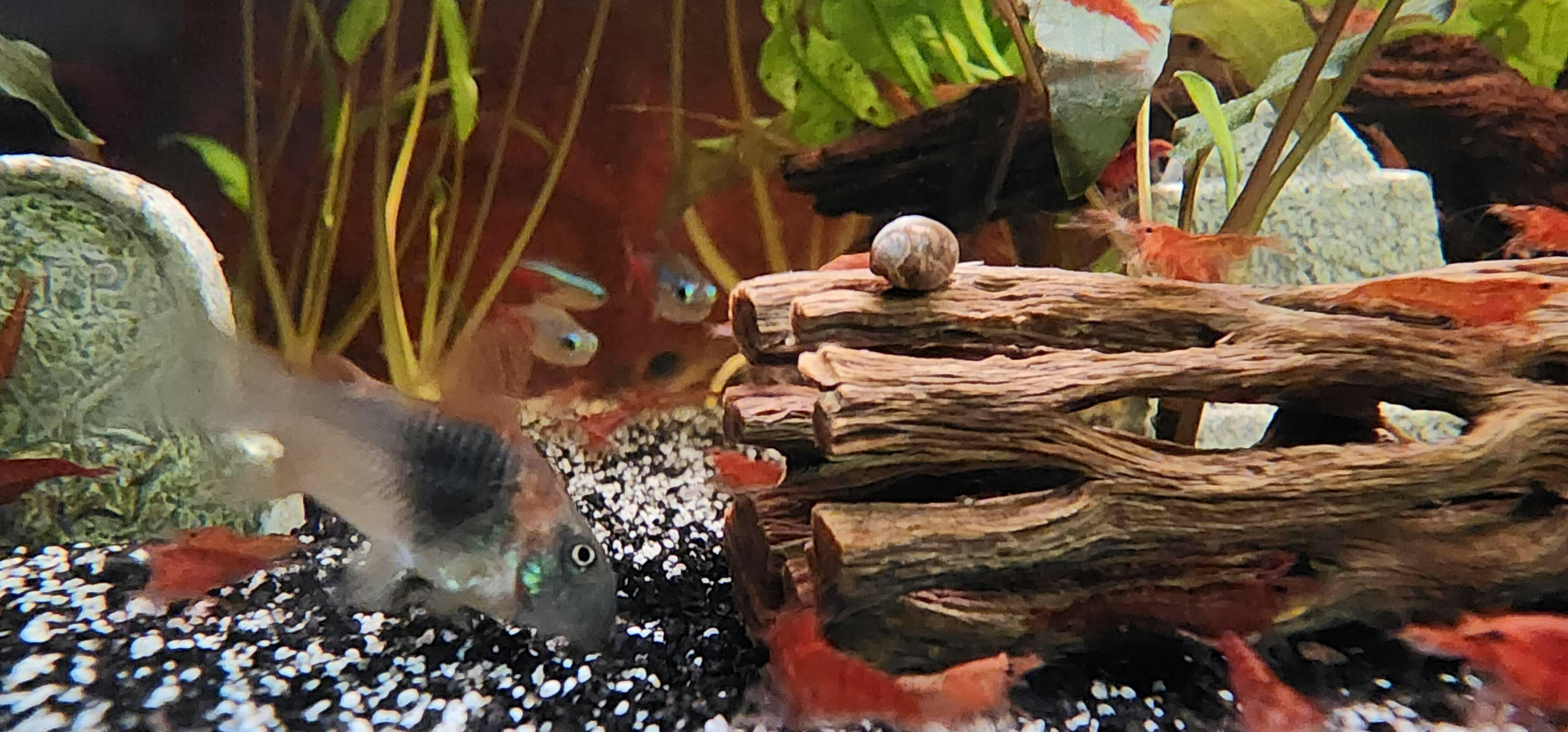 Buy Orange Venezuelan Cory Catfish for Your Aquarium Today! - Flip Aquatics