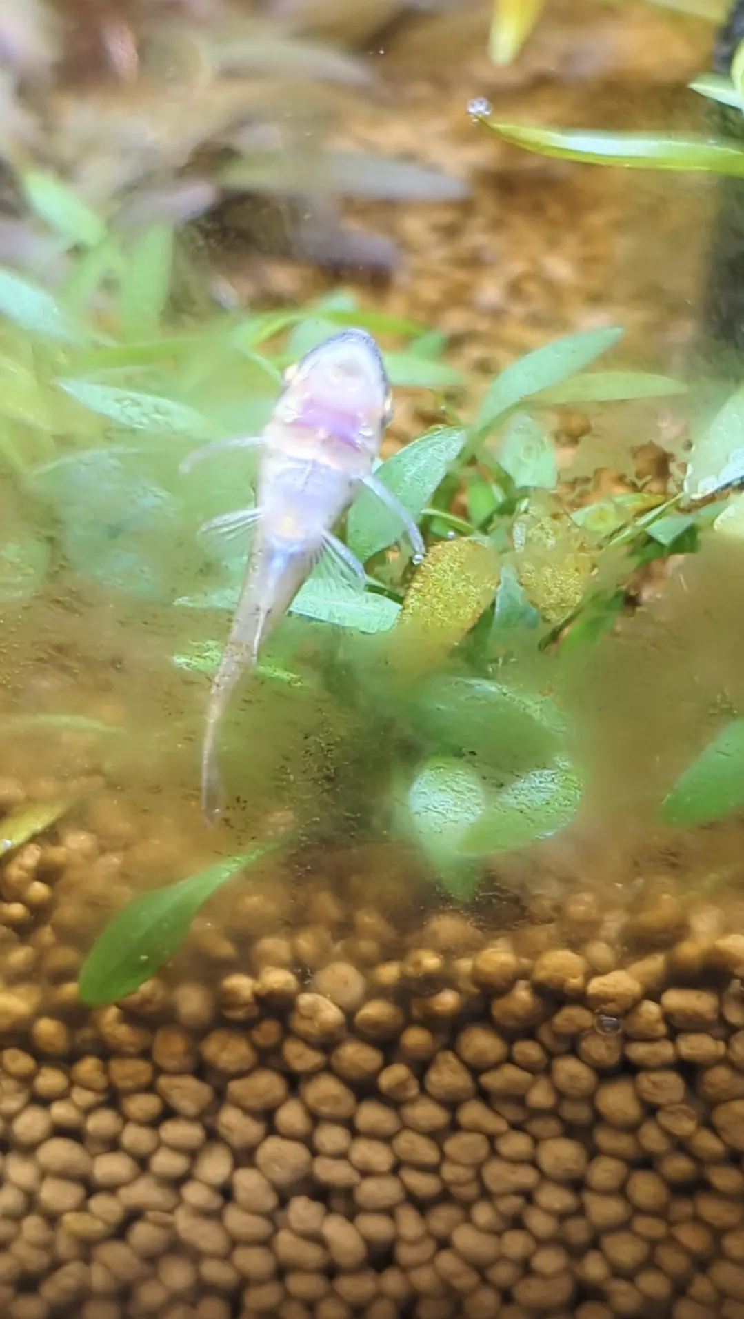 Otocinclus Catfish: The Ultimate Algae Eater - Flip Aquatics