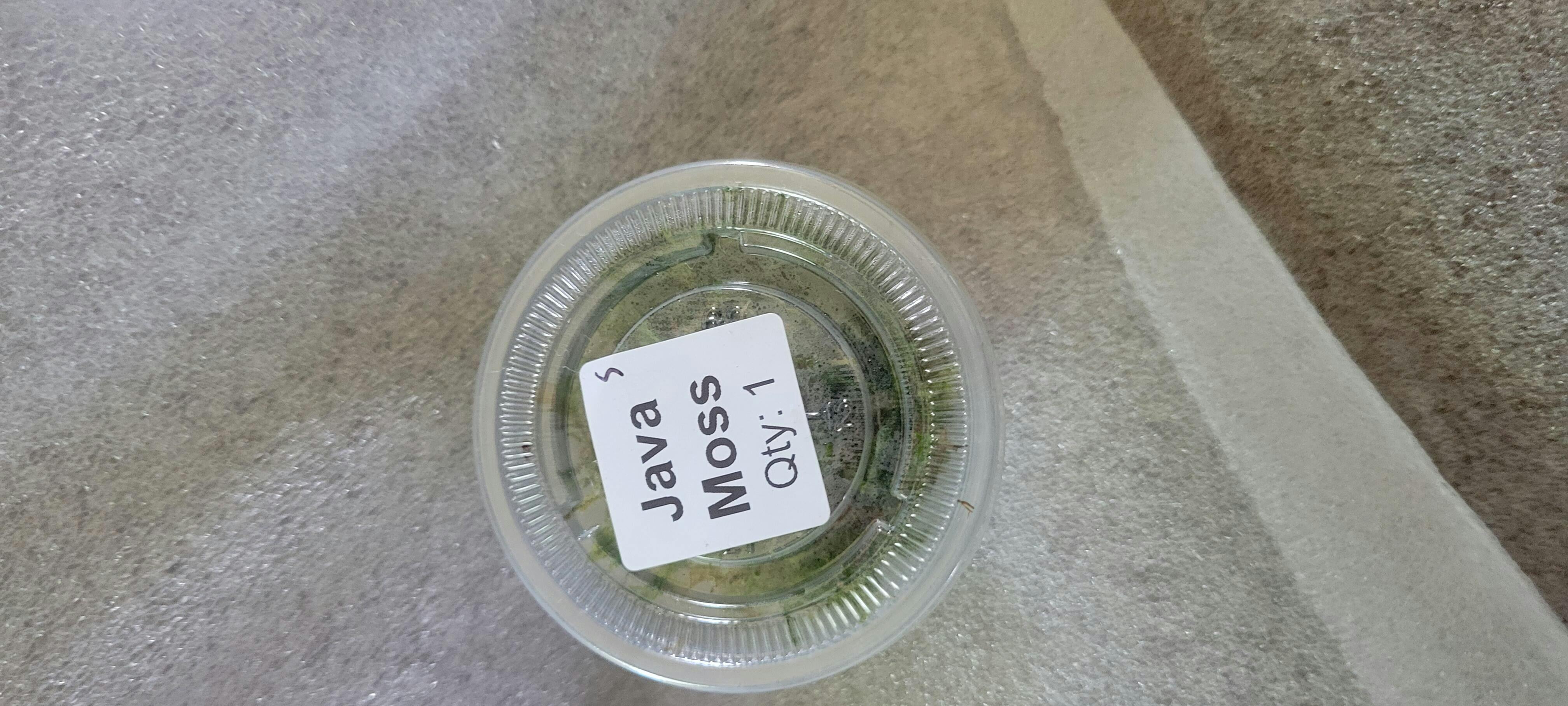 Java Moss - Flip Aquatics