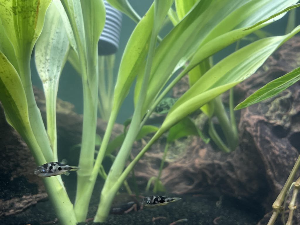 Freshwater Pea Puffer - Captivating Nano Fish for Your Aquarium - Flip ...