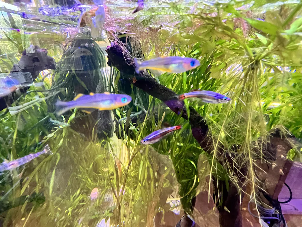 Japan Blue Endler for Sale | Standard Tail Type Livebearer