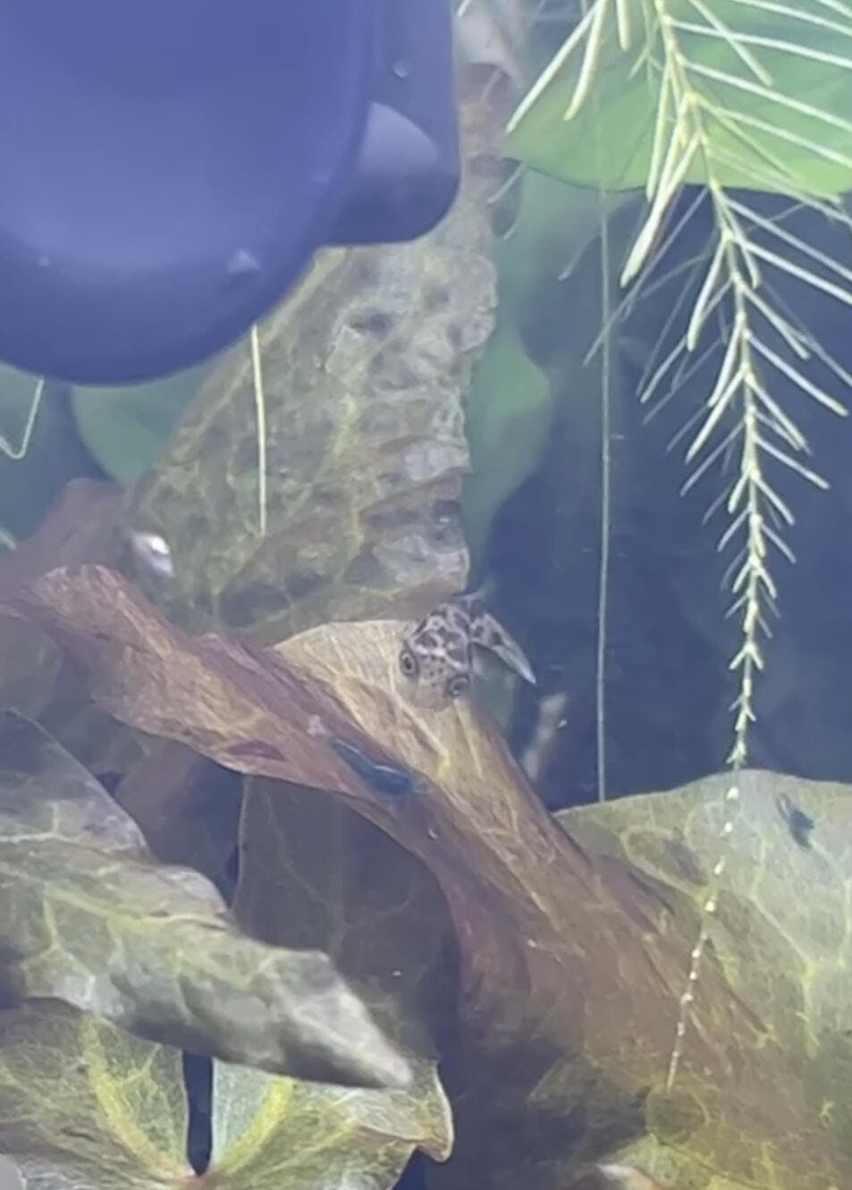 Freshwater Pea Puffer - Captivating Nano Fish for Your Aquarium - Flip ...