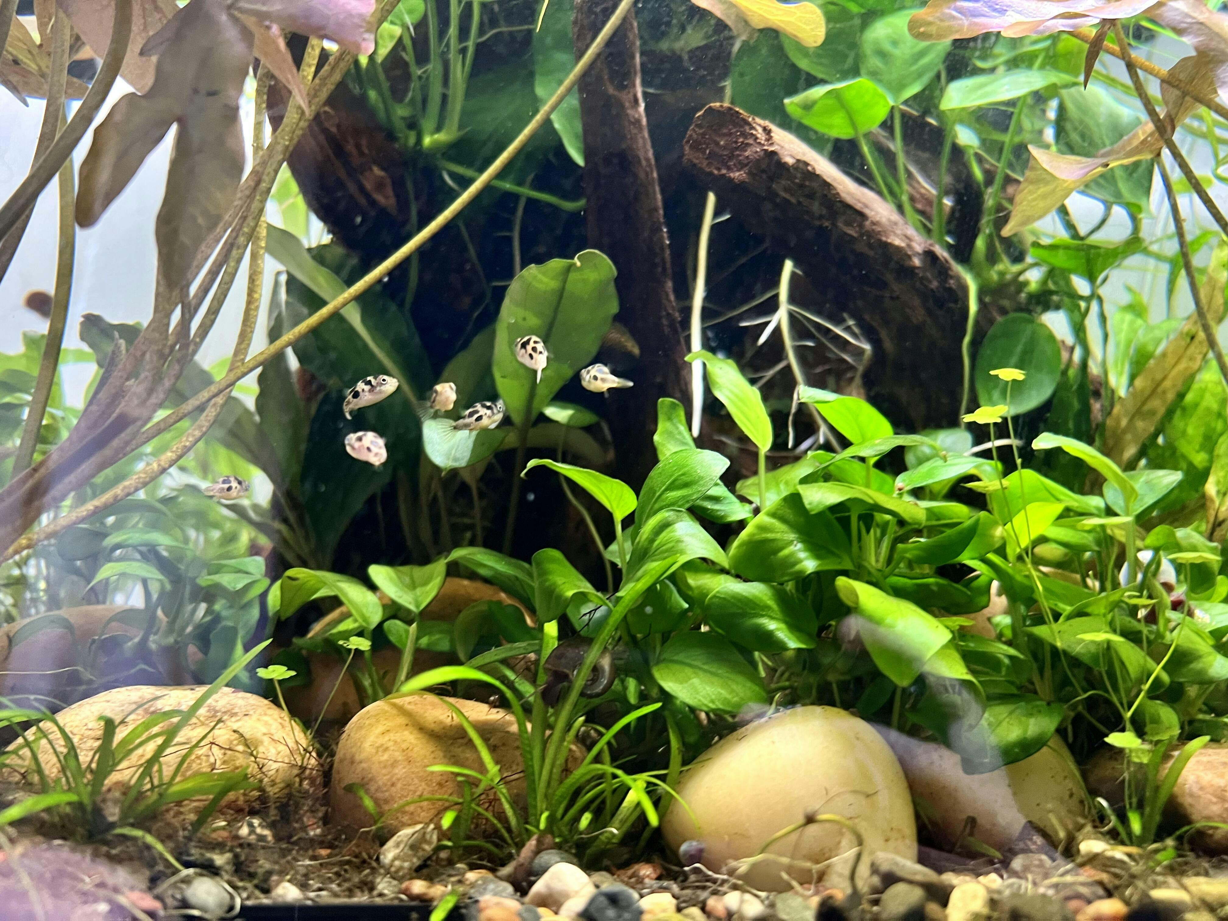 Freshwater Pea Puffer - Captivating Nano Fish for Your Aquarium - Flip ...